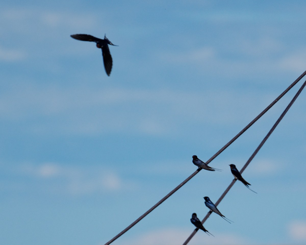 046 – Svalor (Swallows) – Tavi's Birds