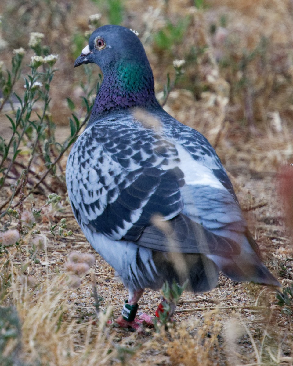 037 – Duvor (Doves) – Tavi's Birds