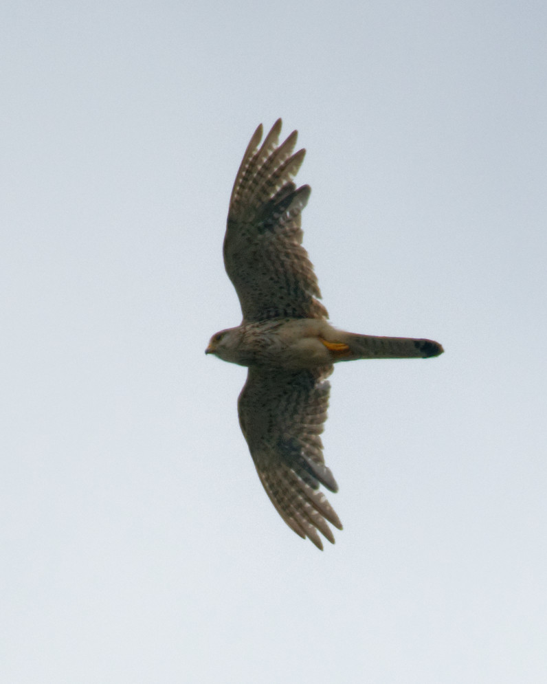 023 – Falkar (Falcons) – Tavi's Birds