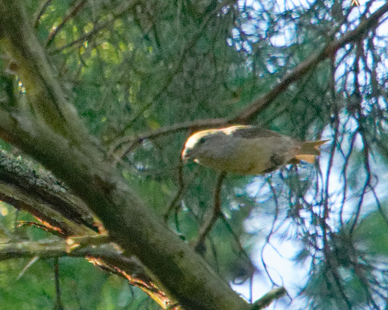 067 – Korsnäbbar (Cross beaks) – Tavi's Birds